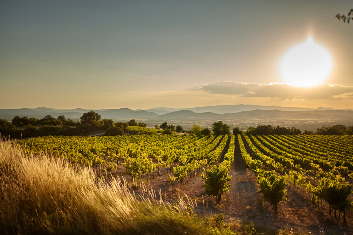 Understanding Wine Regions - Wine Foundations | Bernard Marr's Wine Guide