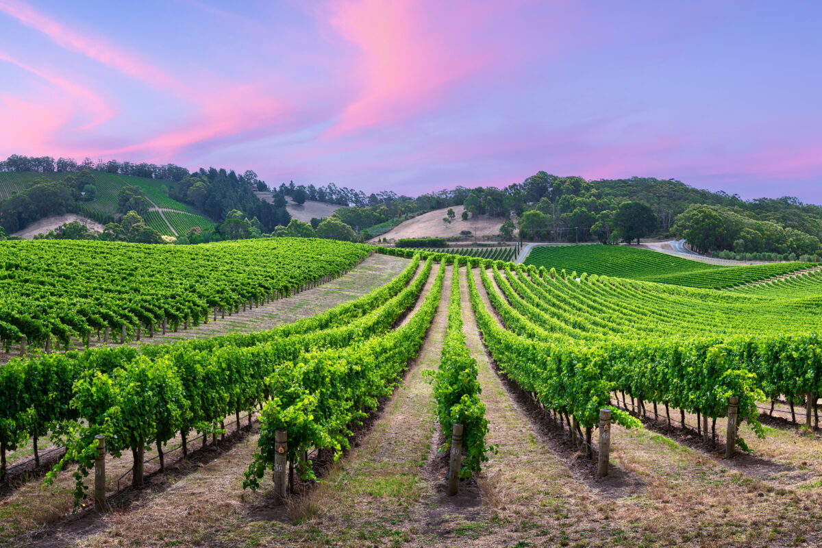 Understanding Wine Regions - Wine Foundations | Bernard Marr's Wine Guide