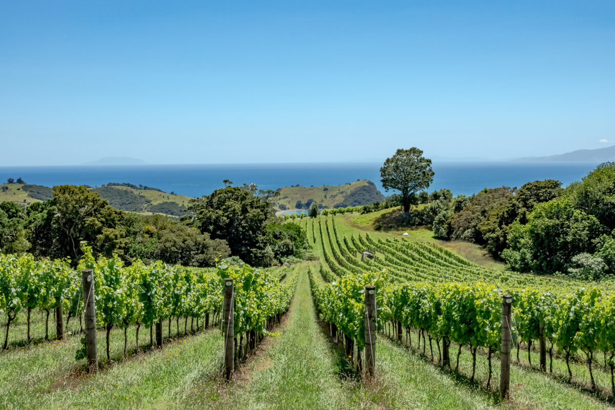 Understanding Wine Regions - Wine Foundations | Bernard Marr's Wine Guide