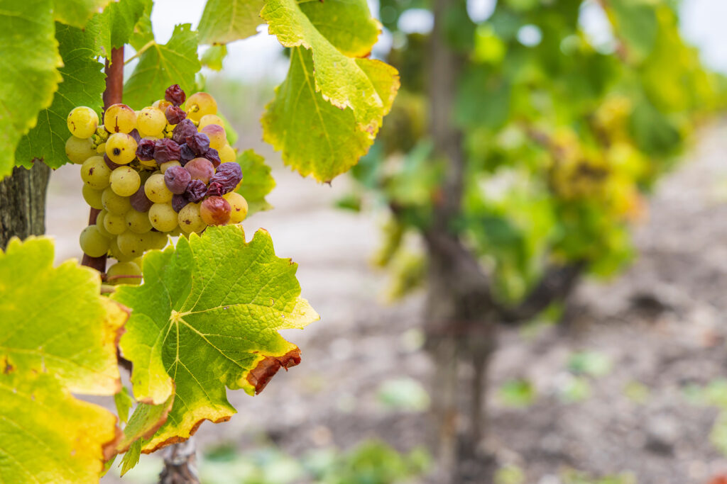 The Magic of Botrytis: A Deep Dive into Noble Rot | Bernard Marr's Wine ...