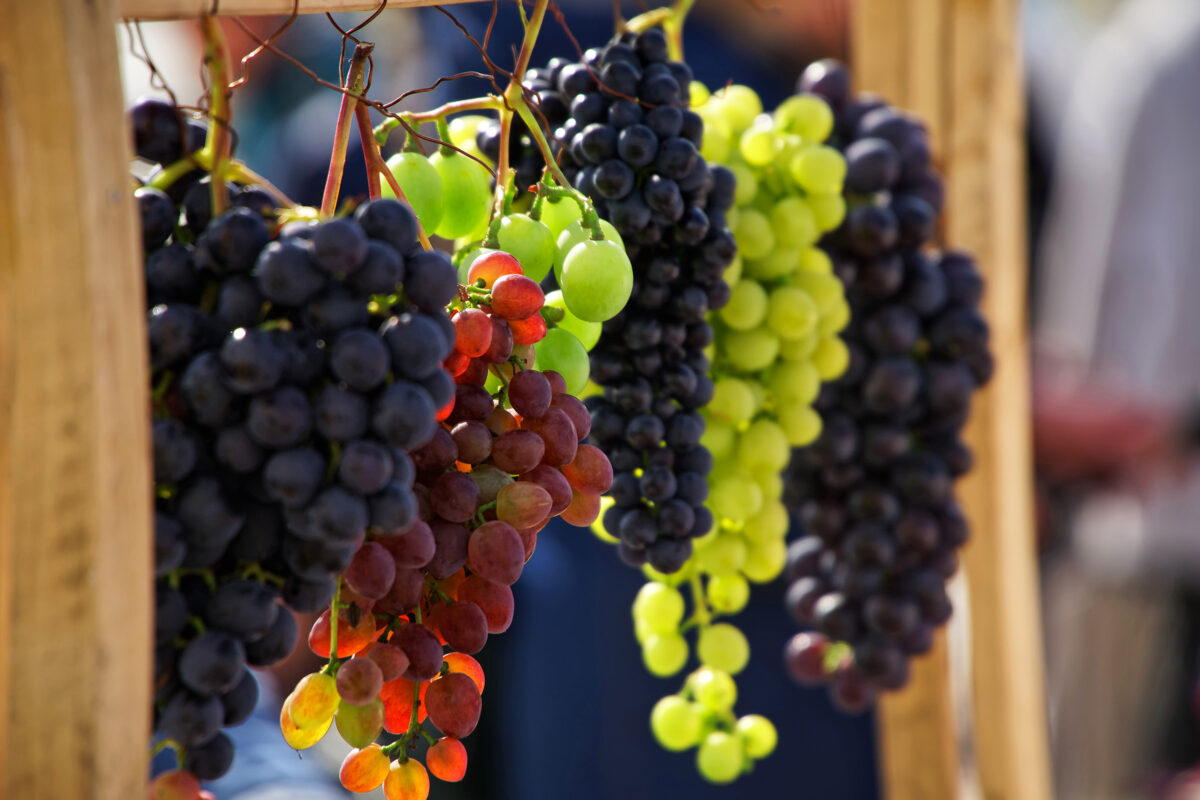 Understanding Grape Varieties | Bernard Marr's Wine Guide