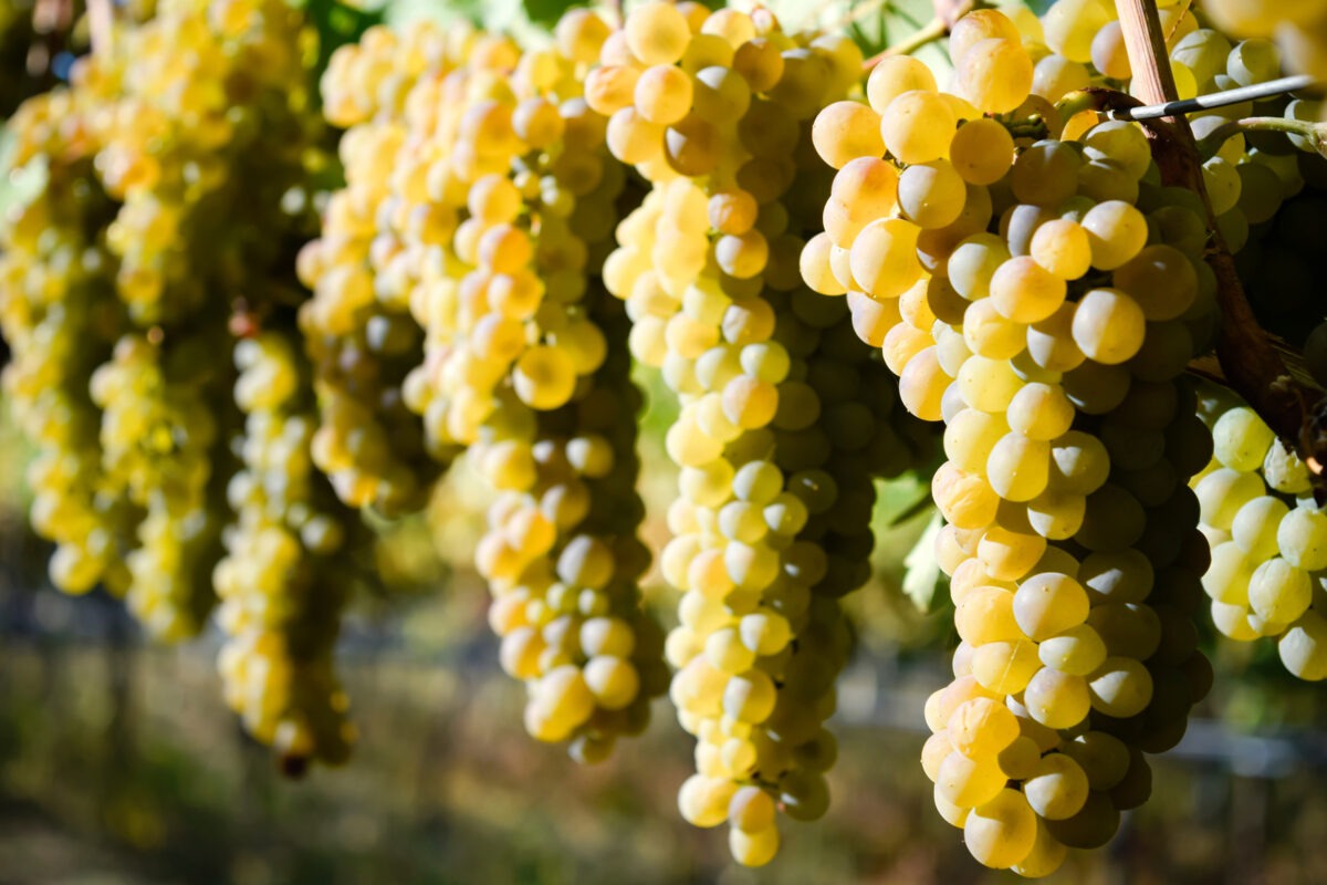 Understanding Grape Varieties - Wine Foundations | Bernard Marr's Wine ...