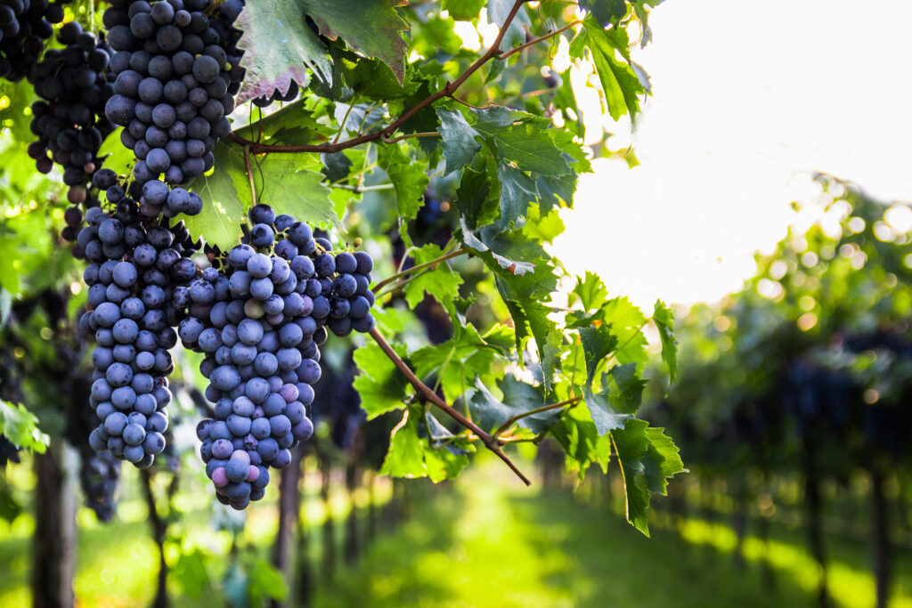 The Changing Popularity of Grapes: Key Future Trends | Bernard Marr's ...